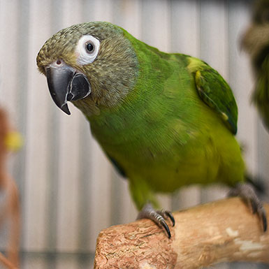 Applications – Rescued Treasures